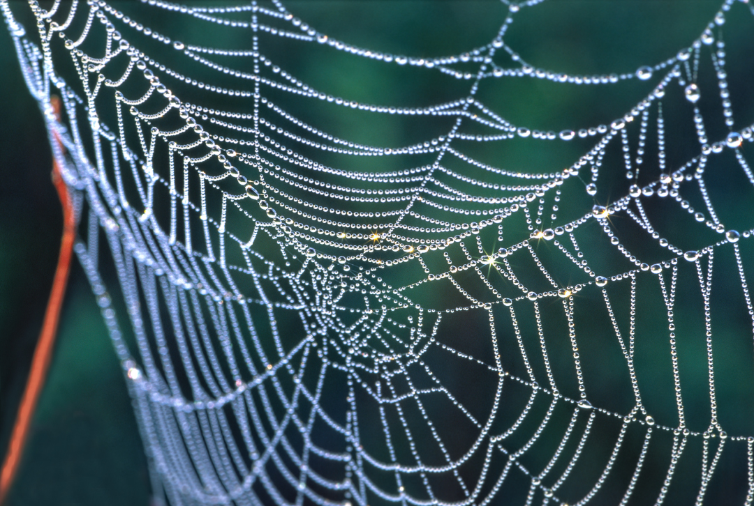 NPPR Web – MishMoments